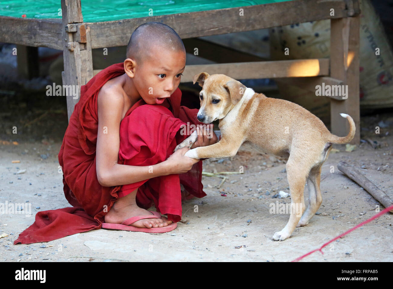Portrait of a young Buddhist monk playing with a pet dog at a temple in ...