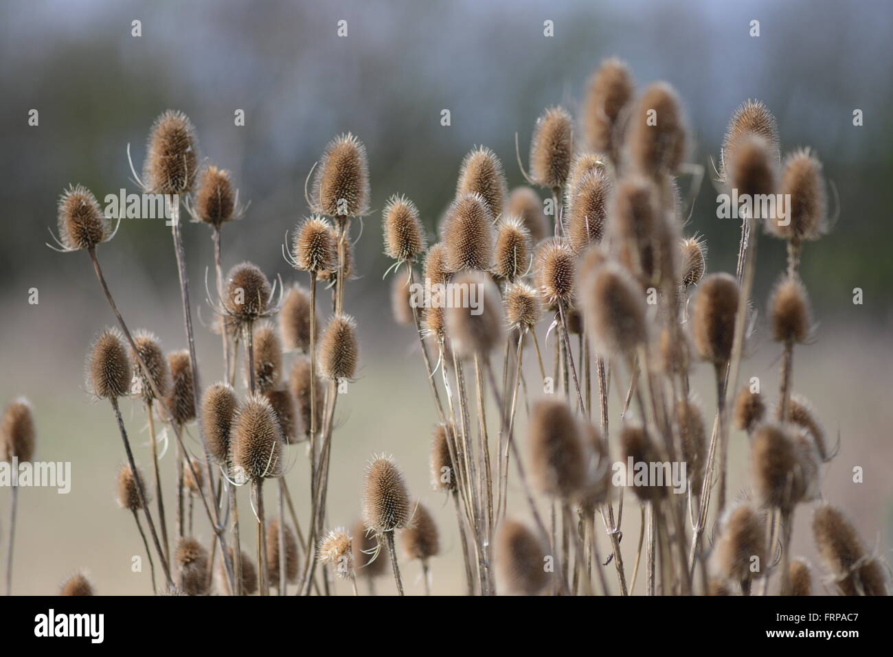Teazle hi-res stock photography and images - Alamy