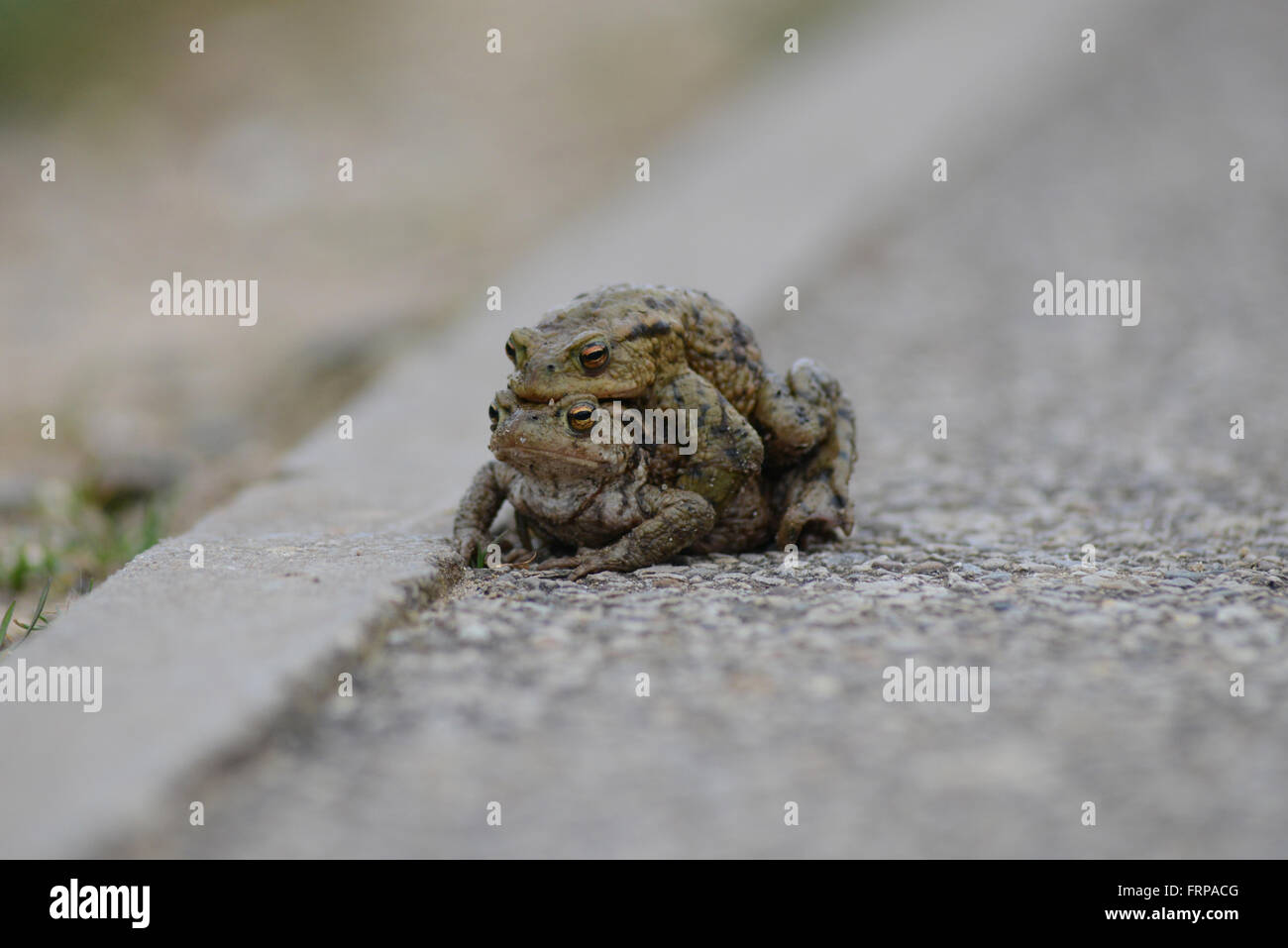Mating toads on a pavement. Picture: Scott Bairstow/Alamy Stock Photo ...