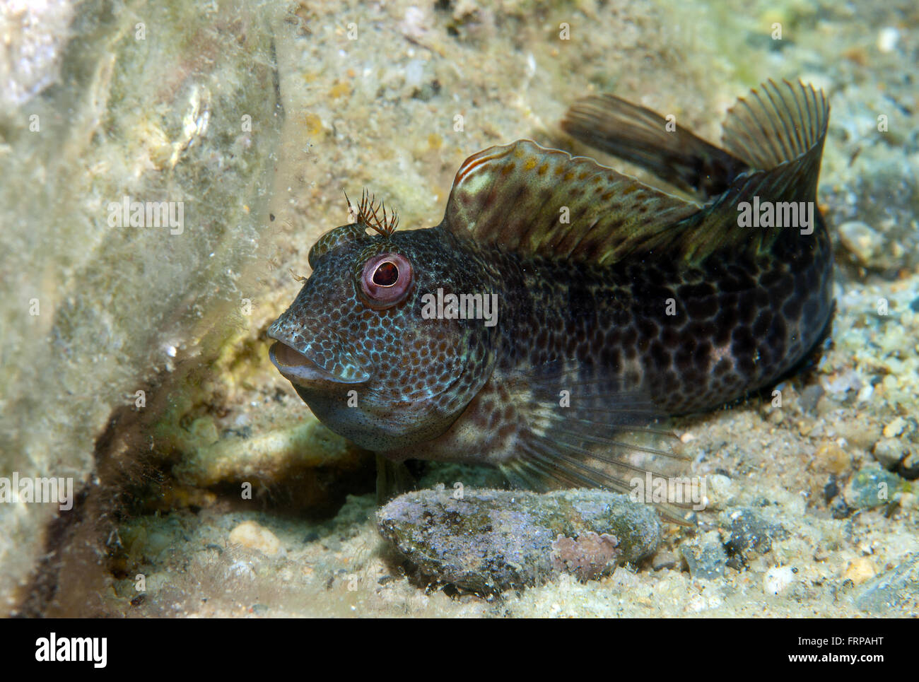 a small fish comes out of its hole and it showcases Stock Photo - Alamy
