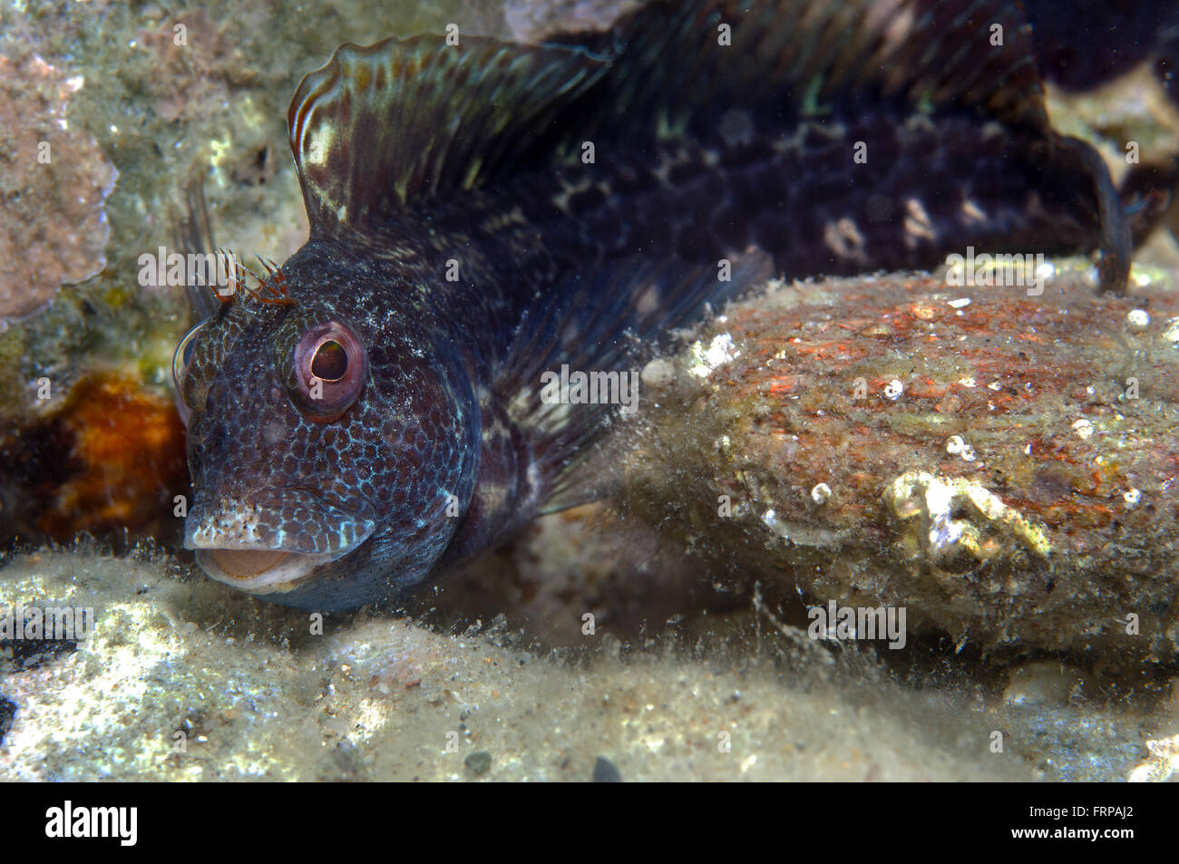 a small fish comes out of its hole and it showcases Stock Photo - Alamy