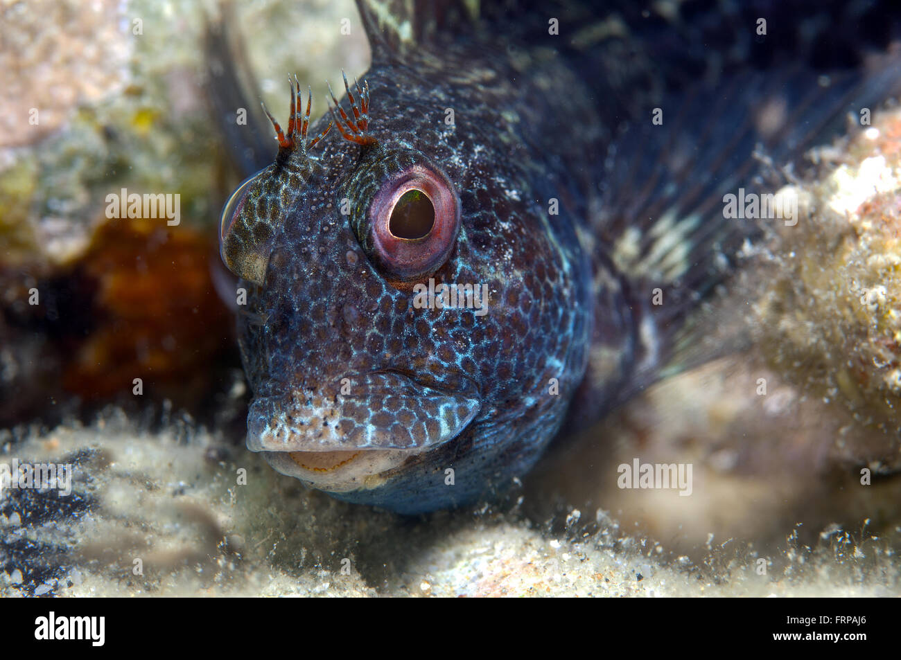 Flabellina pedata hi-res stock photography and images - Alamy