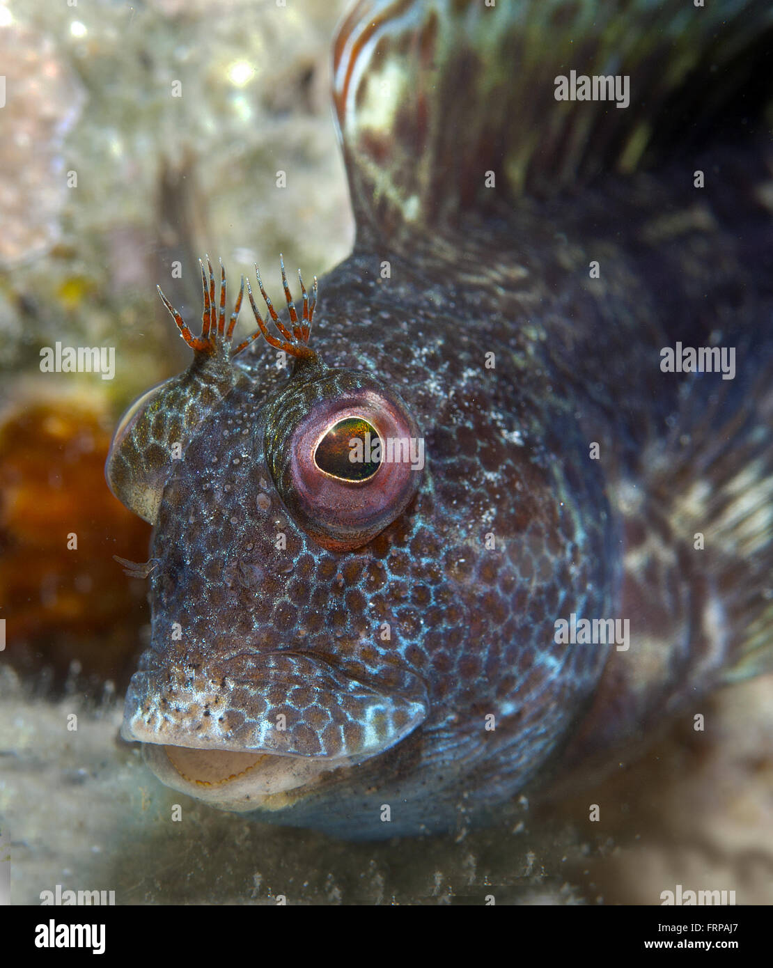 a small fish comes out of its hole and it showcases Stock Photo - Alamy