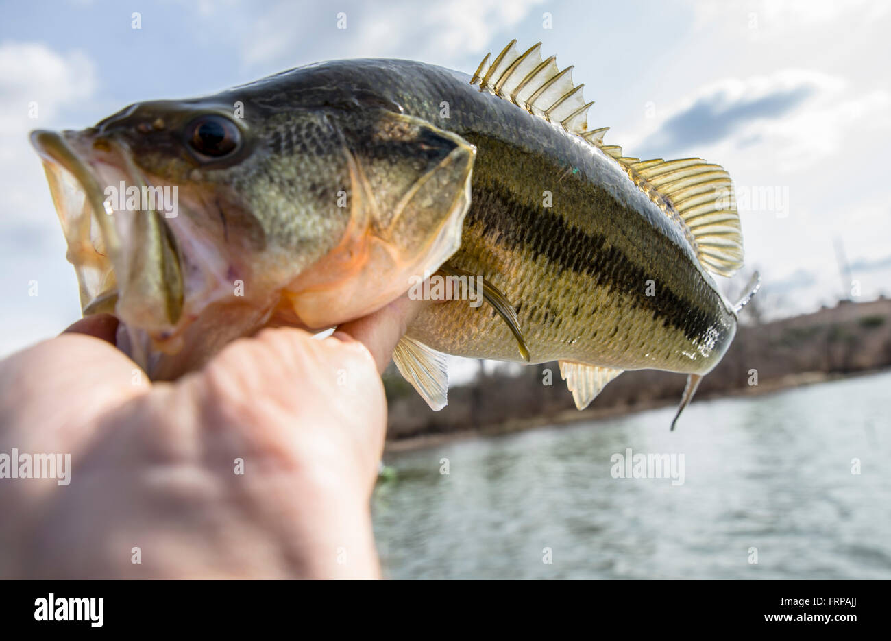 Largemouth bass close up hi-res stock photography and images - Alamy