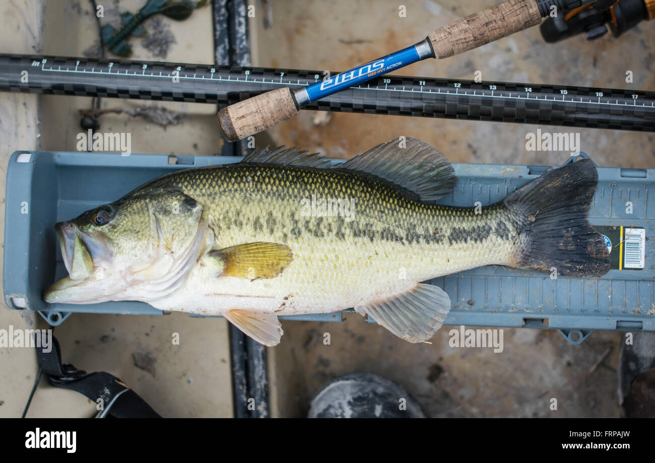 16 inch bass Stock Photo - Alamy