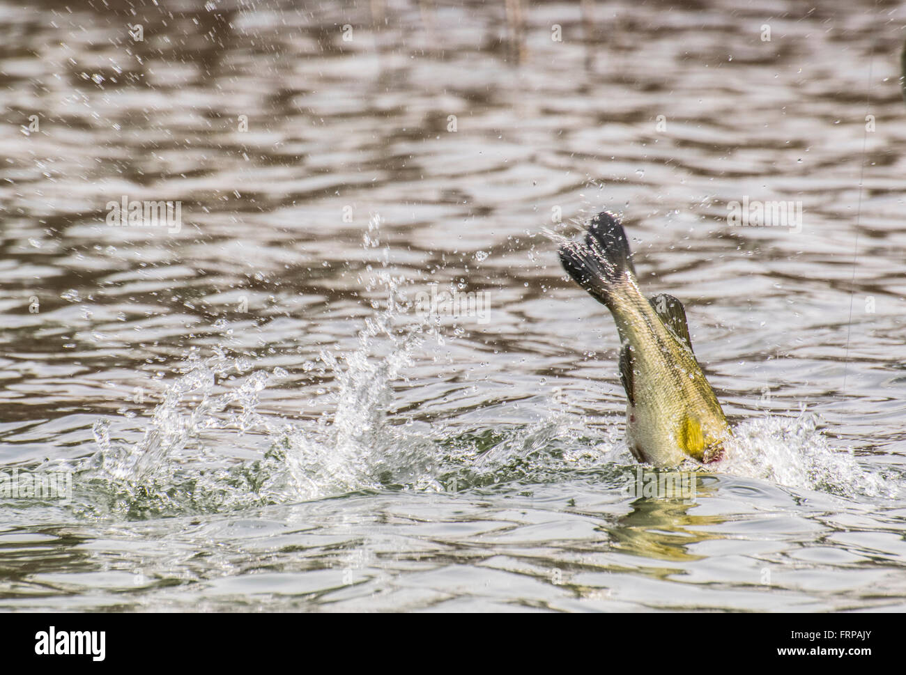 Bass splashing hi-res stock photography and images - Alamy