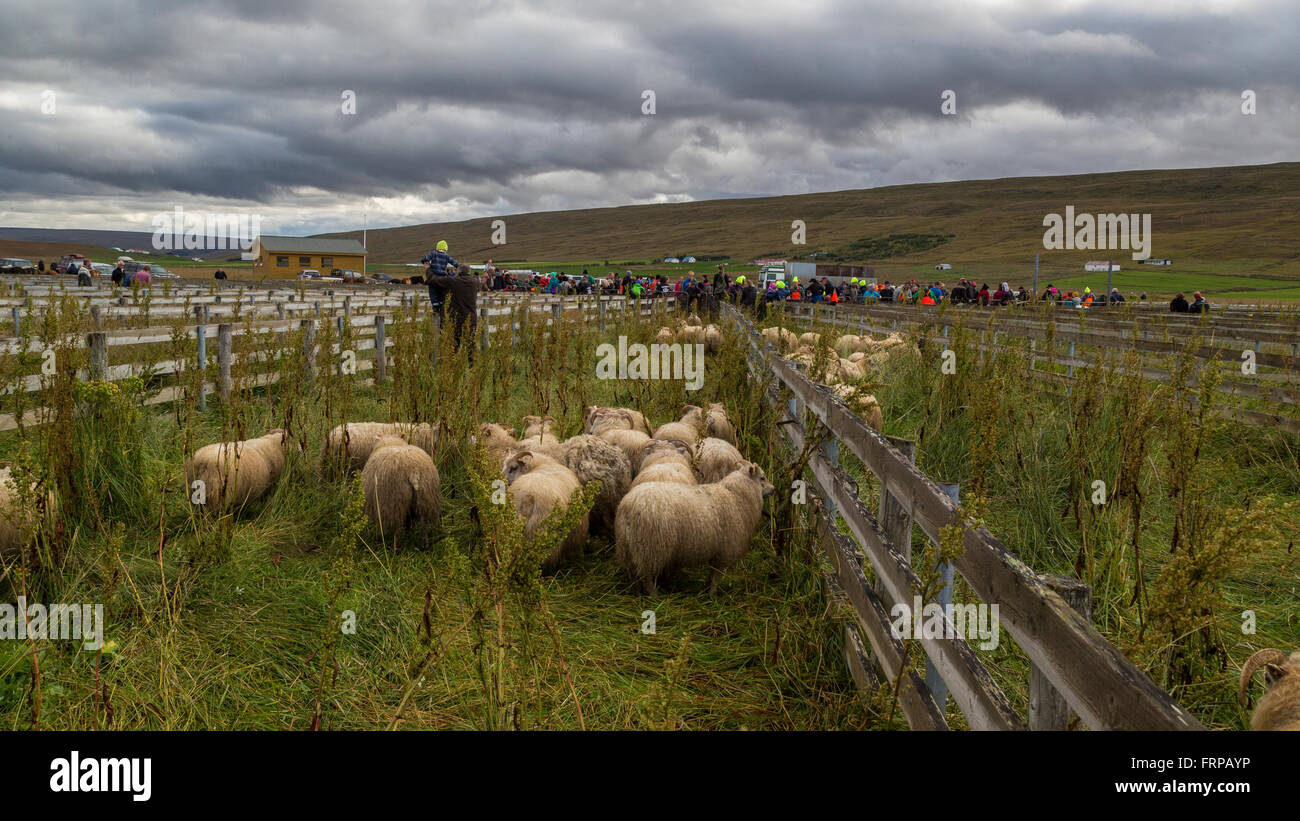Sorting sheep hi-res stock photography and images - Alamy