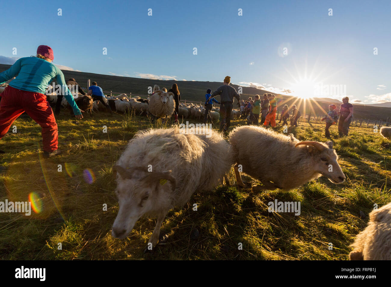 Leaping sheep hi-res stock photography and images - Alamy