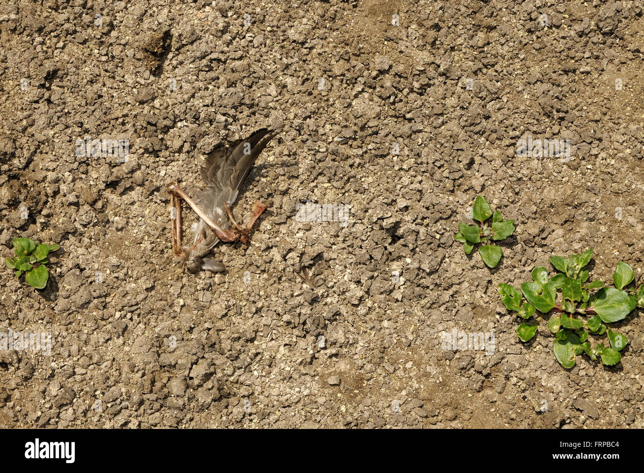 Bird scape hi-res stock photography and images - Alamy