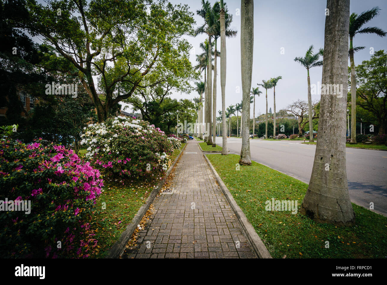 Bushes and palm trees along a walkway at National Taiwan University, in ...