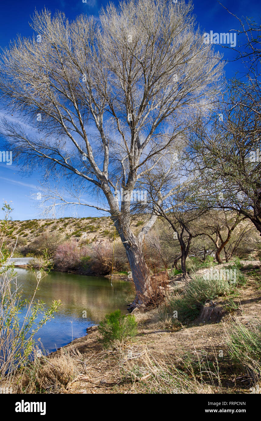 Tree in winter at Cluff Reservoir Number three (Graham County) Arizona ...