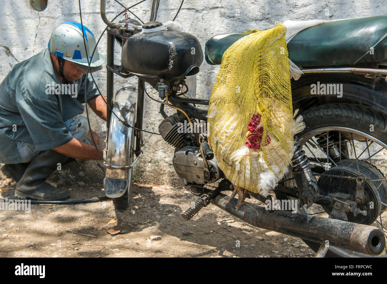 Motorcycle chicken hi-res stock photography and images - Alamy
