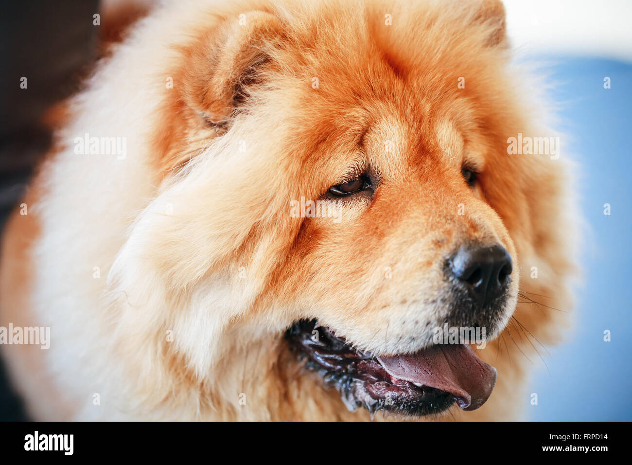 Chinese red dog hi-res stock photography and images - Alamy