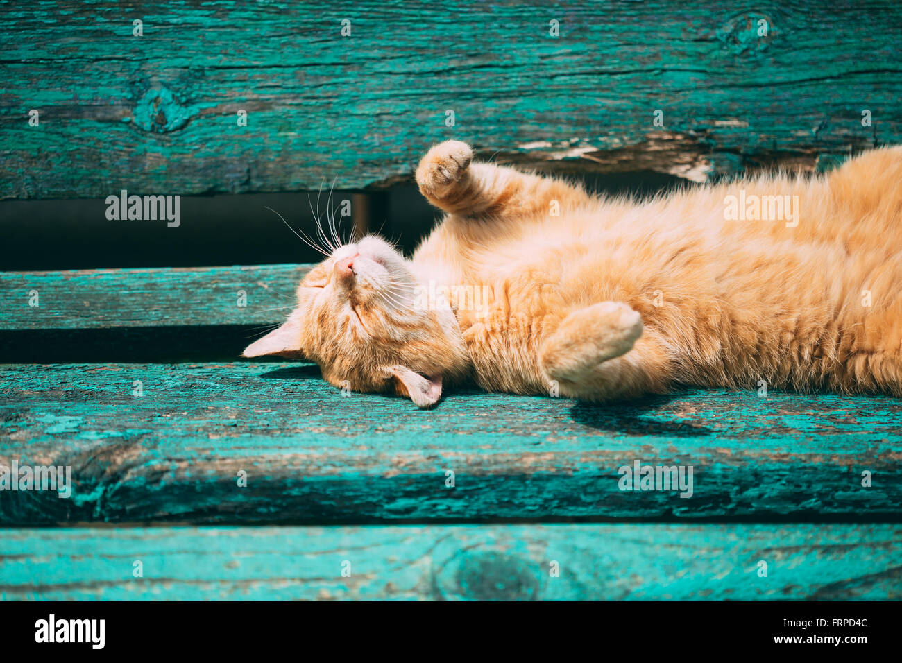 Cat on a park bench hi-res stock photography and images - Alamy