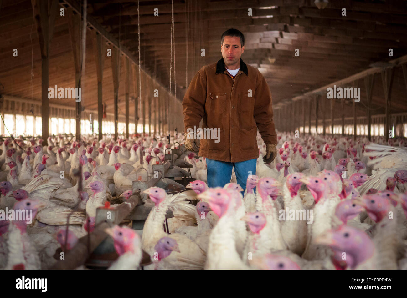 Turkey front view farm hi-res stock photography and images - Alamy