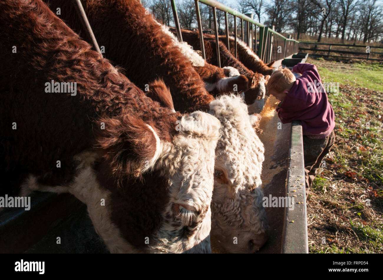 Guernsey cows hi-res stock photography and images - Alamy