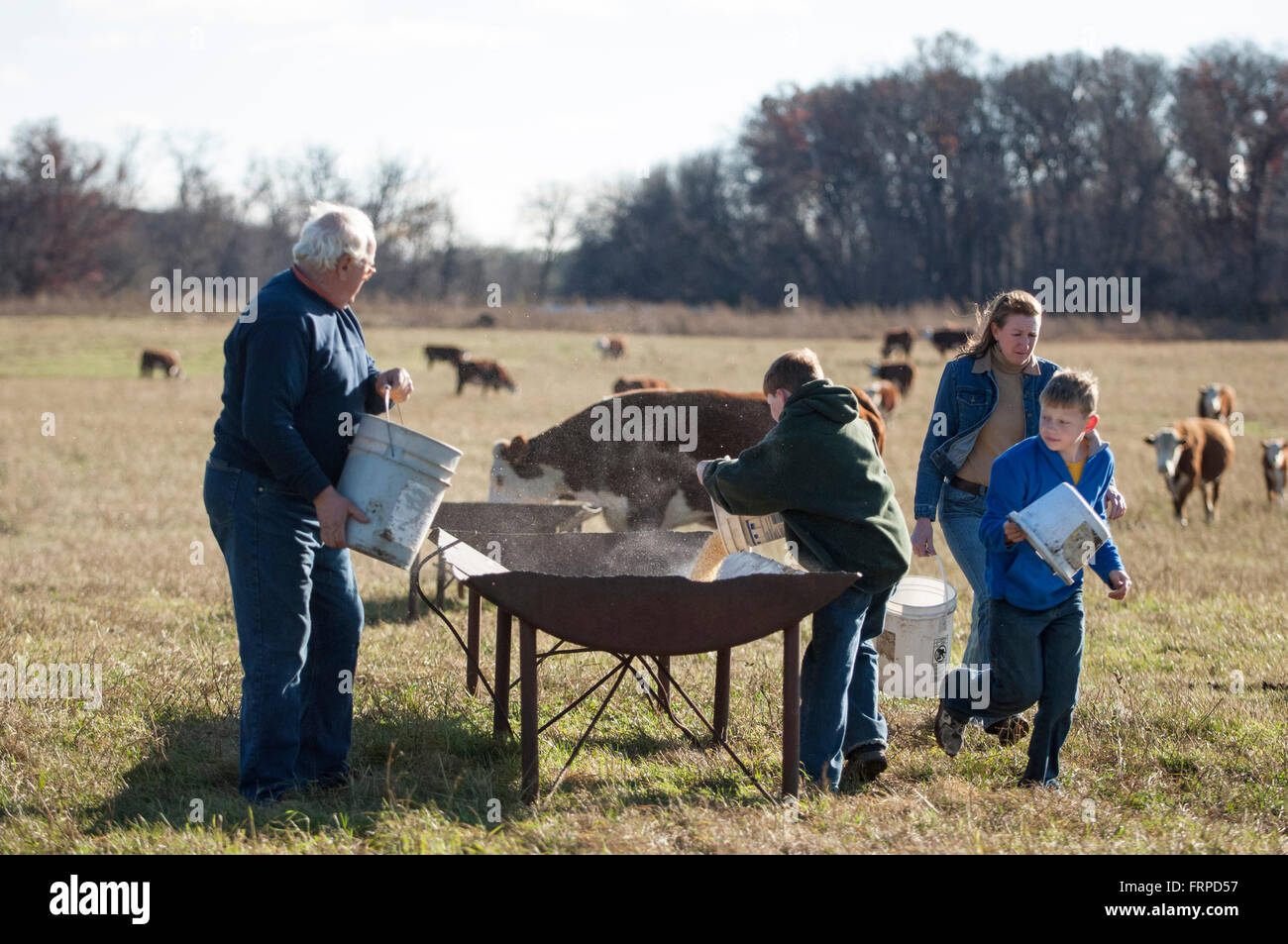 Family Farmers Hand Feeding Cows Stock Photo - Alamy