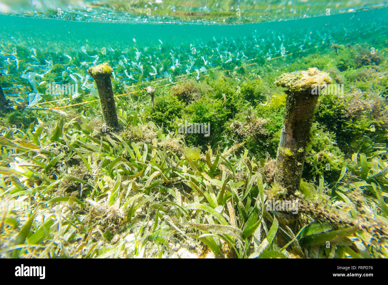 Seaweed farm. Sumbawa. Indonesia Stock Photo - Alamy