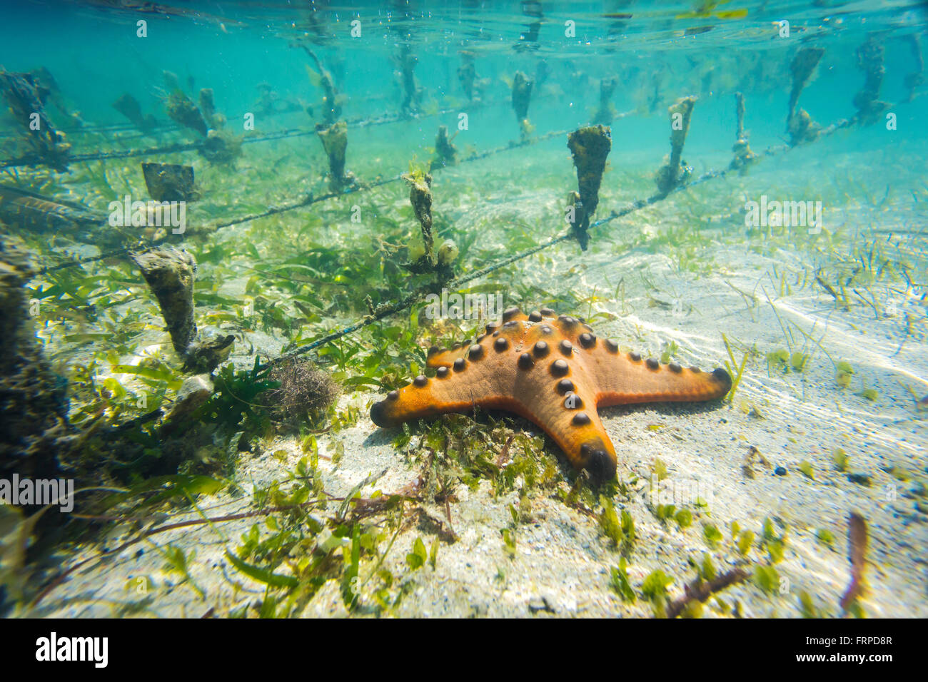 Seashell at Seaweed farm.Sumbawa.Indonesia Stock Photo - Alamy