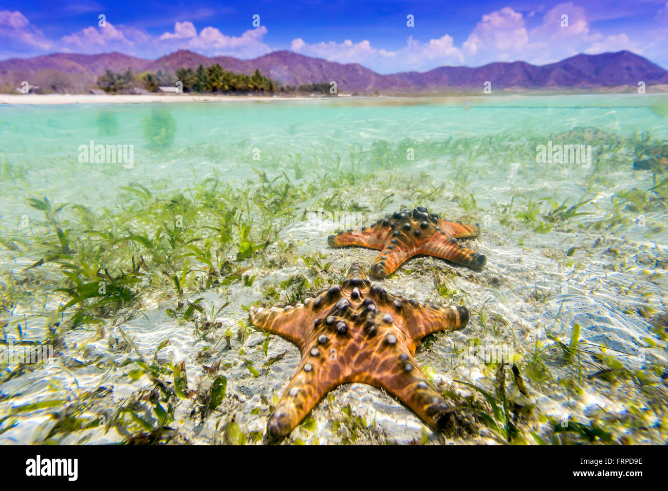Seashell at Seaweed farm. Sumbawa.Indonesia Stock Photo - Alamy