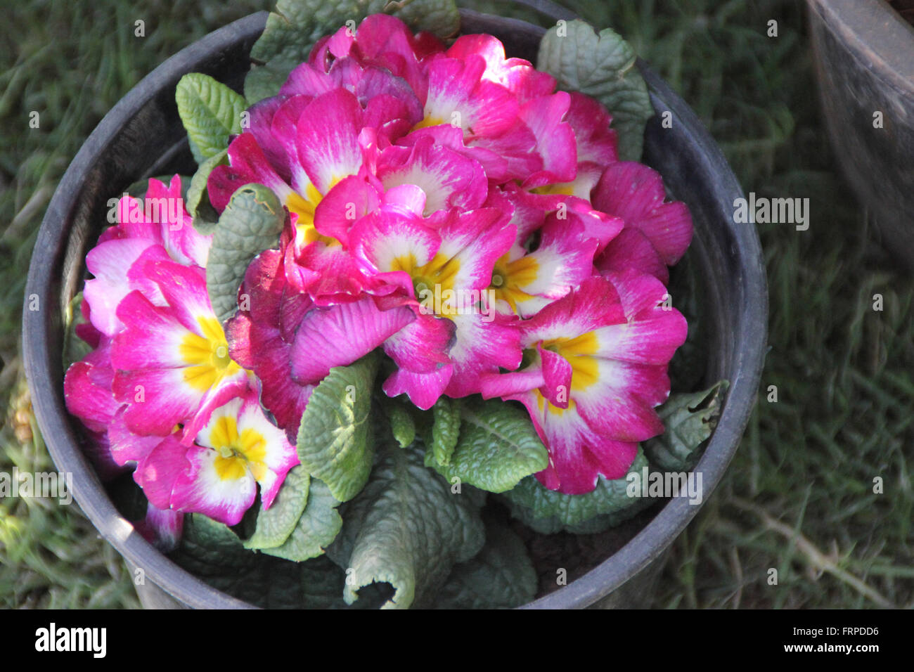 Obovate leaves hi-res stock photography and images - Alamy