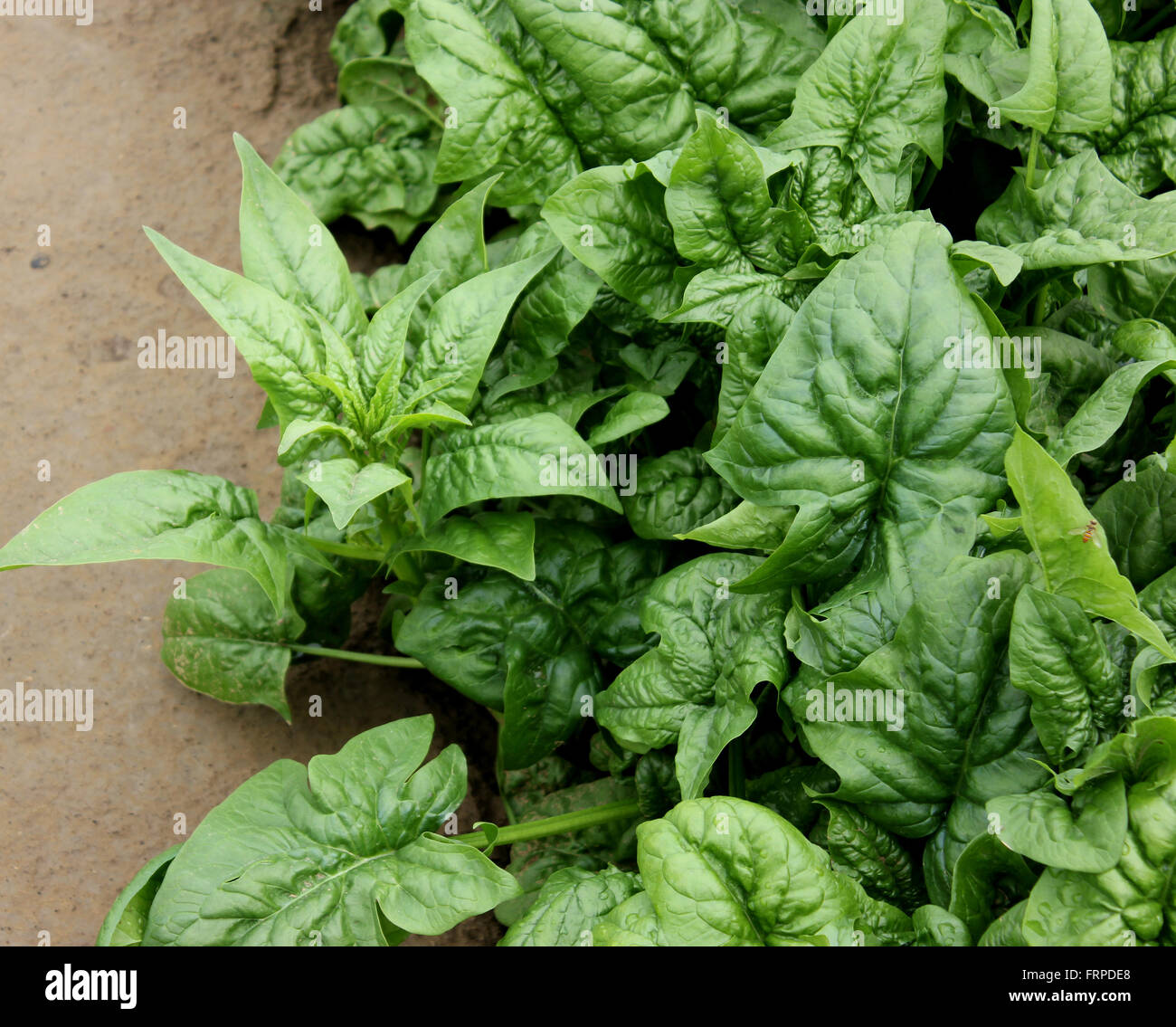 Fresh Spinach Plant