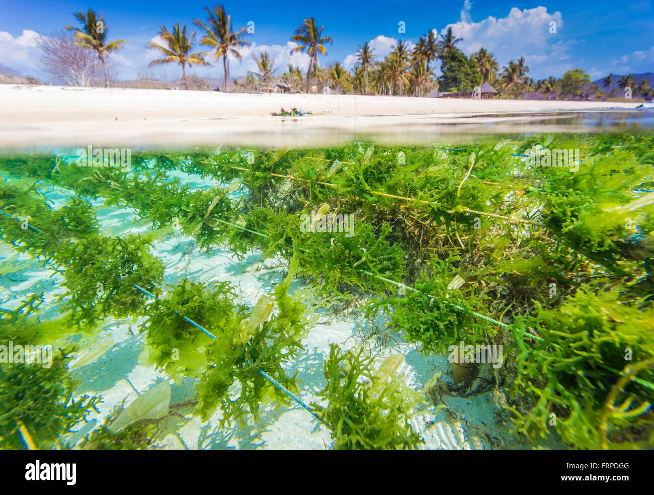 Seaweed farming hi-res stock photography and images - Alamy