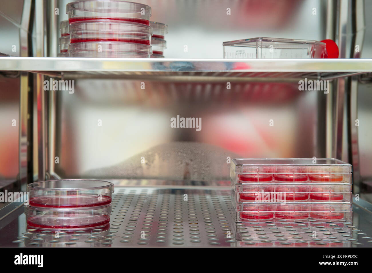 biological, biology, biotechnology, chemical, chemist , cure , discover ...