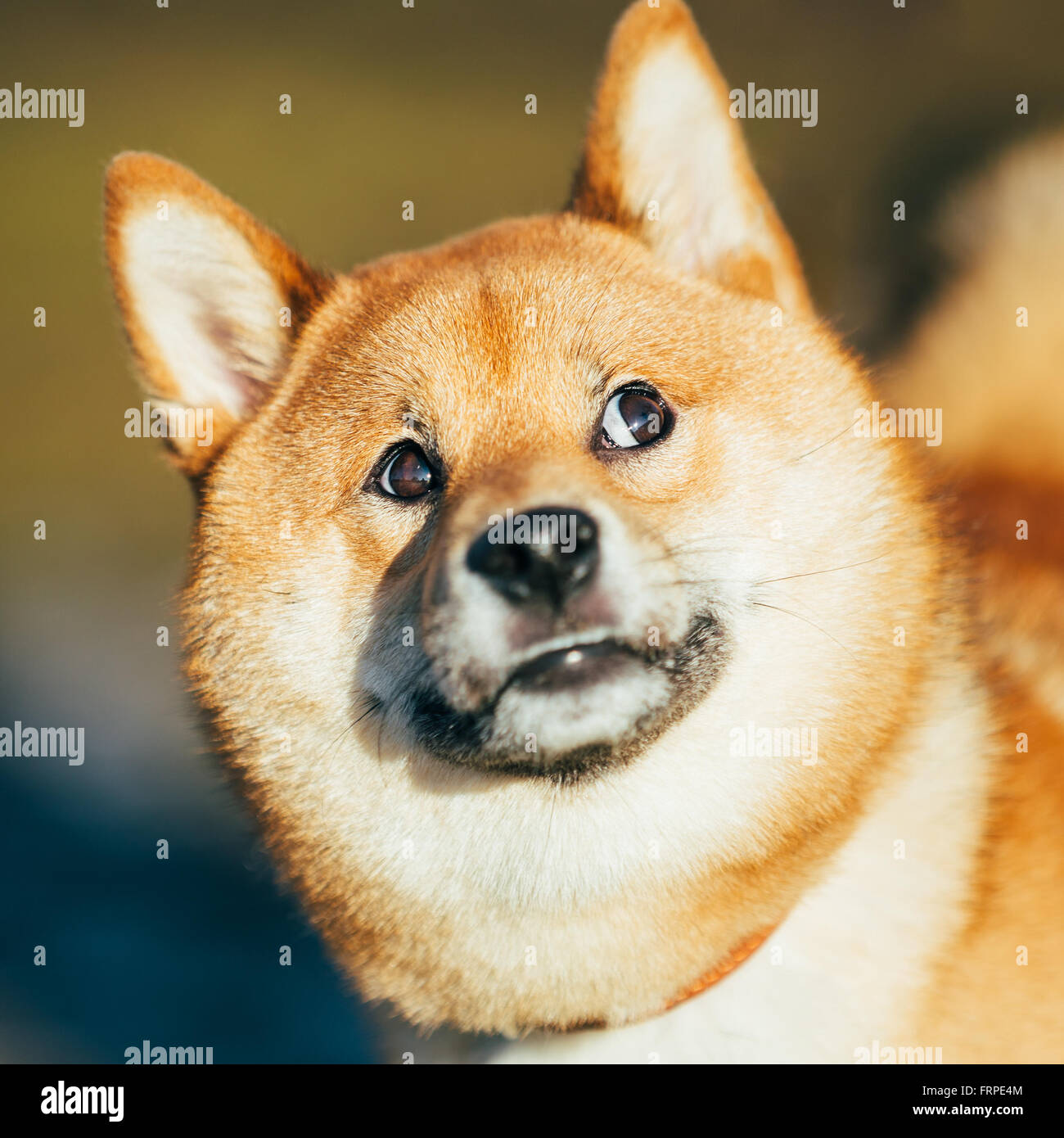 Shiba inu hi-res stock photography and images - Alamy