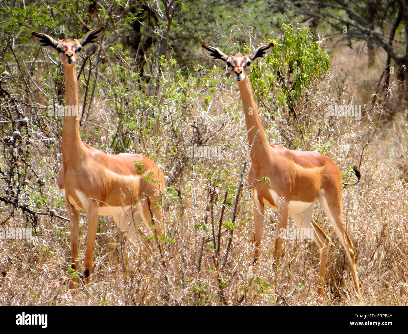 A pair of gerenuk Stock Photo - Alamy