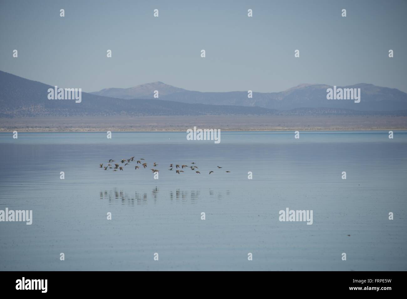 Birds over Mono Lake Stock Photo - Alamy