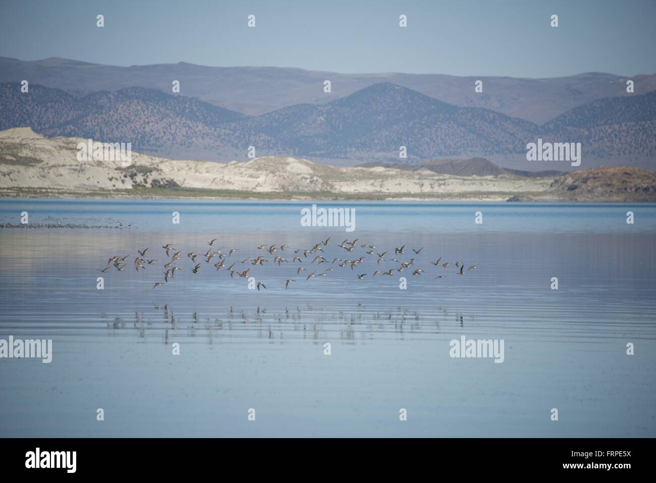 Birds over Mono Lake 2 Stock Photo - Alamy