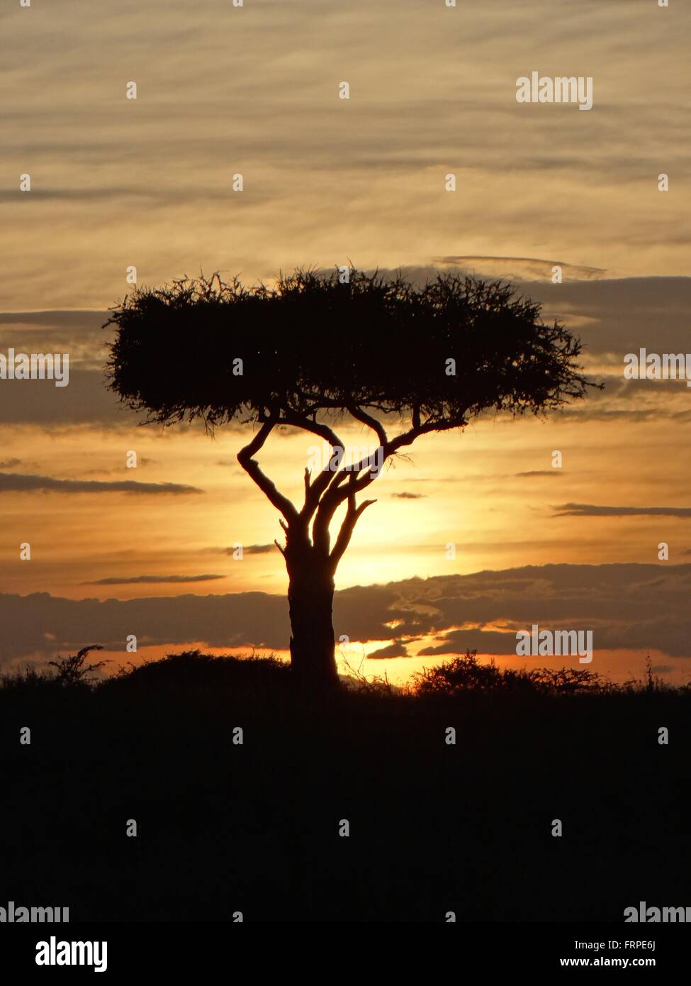 Boscia tree against the Kenyan sunset Stock Photo - Alamy