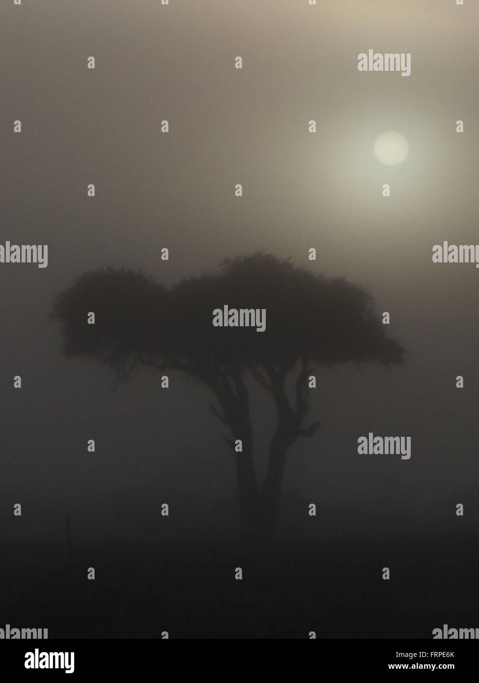 Boscia Stock Photos & Boscia Stock Images - Alamy