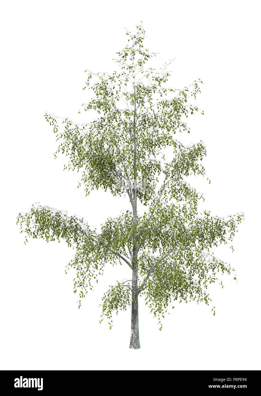 Digital render of a birch tree isolated on white background Stock Photo ...