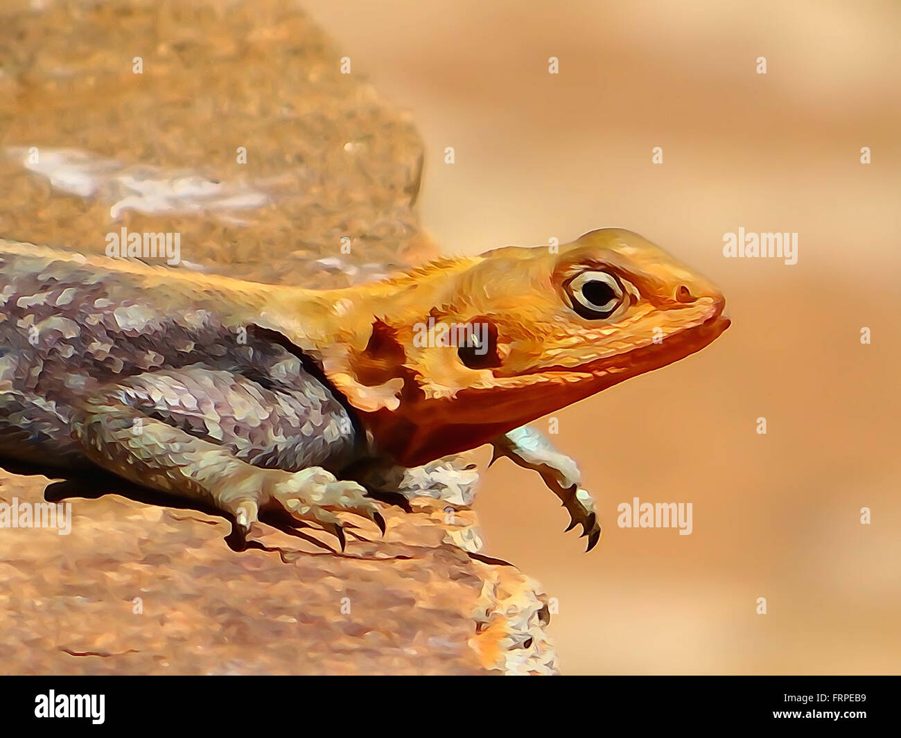 Male Agama lizard watercolour Stock Photo - Alamy