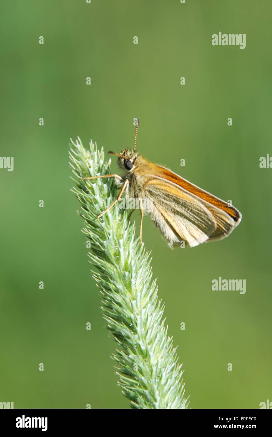Moth resting on a plant Stock Photo - Alamy