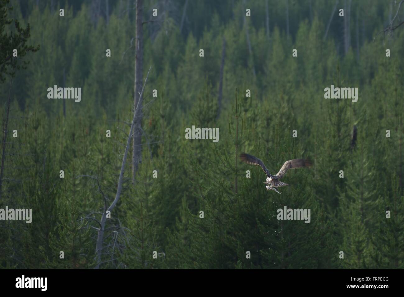 Osprey clutching a fish Stock Photo - Alamy