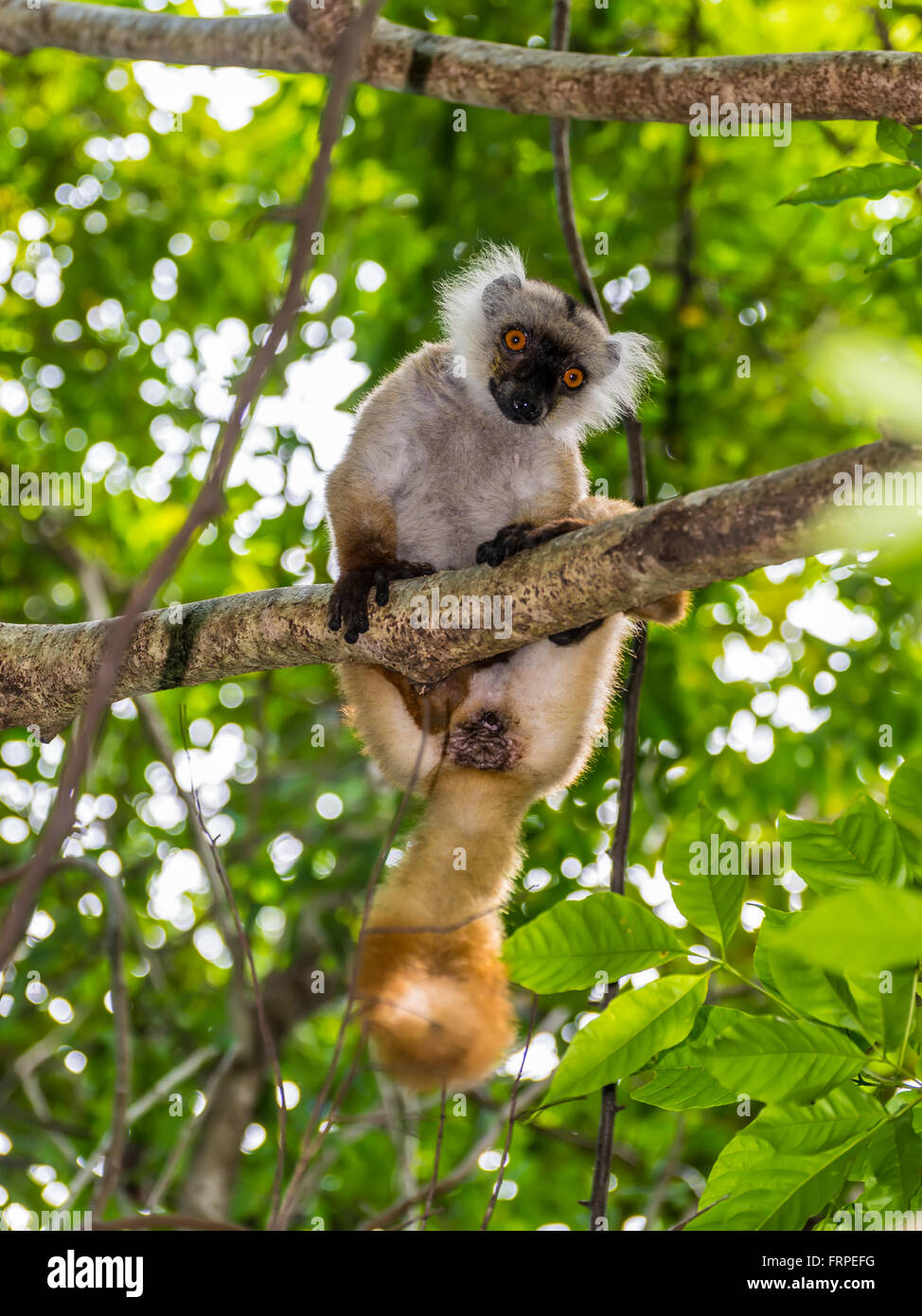 Close up portrait of lemur gaze on Lokobe Strict Nature Reserve in Nosy ...