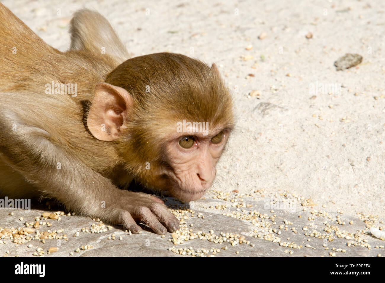 Crouching monkey hi-res stock photography and images - Alamy