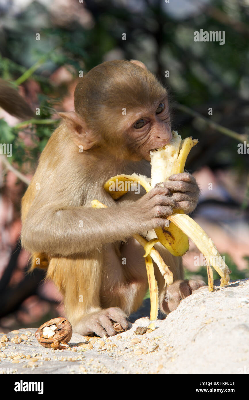 Baby Chimpanzee Eating Banana