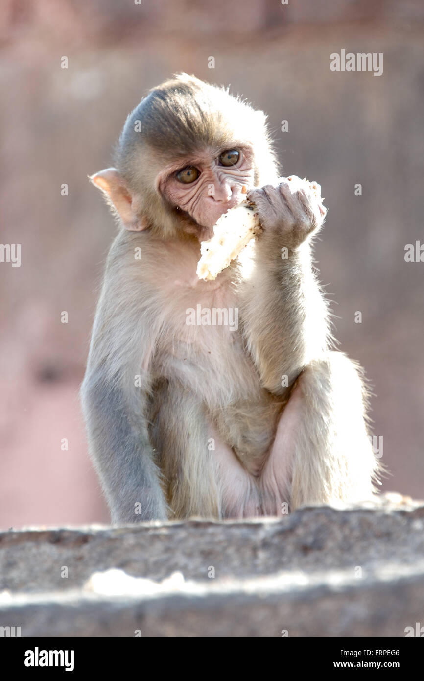 Monkey eating bread hi-res stock photography and images - Alamy