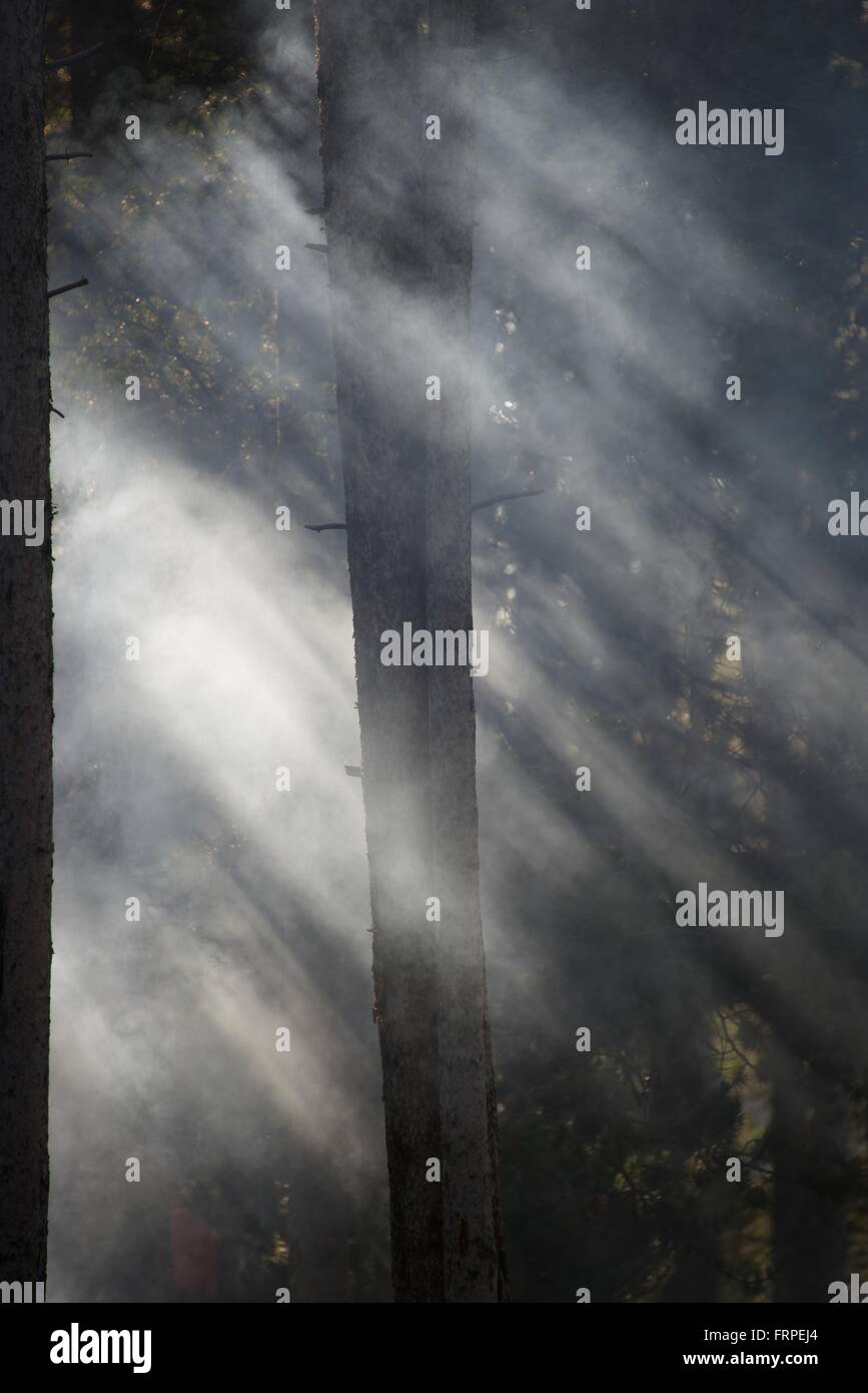 Smoky light in the trees 3 Stock Photo - Alamy