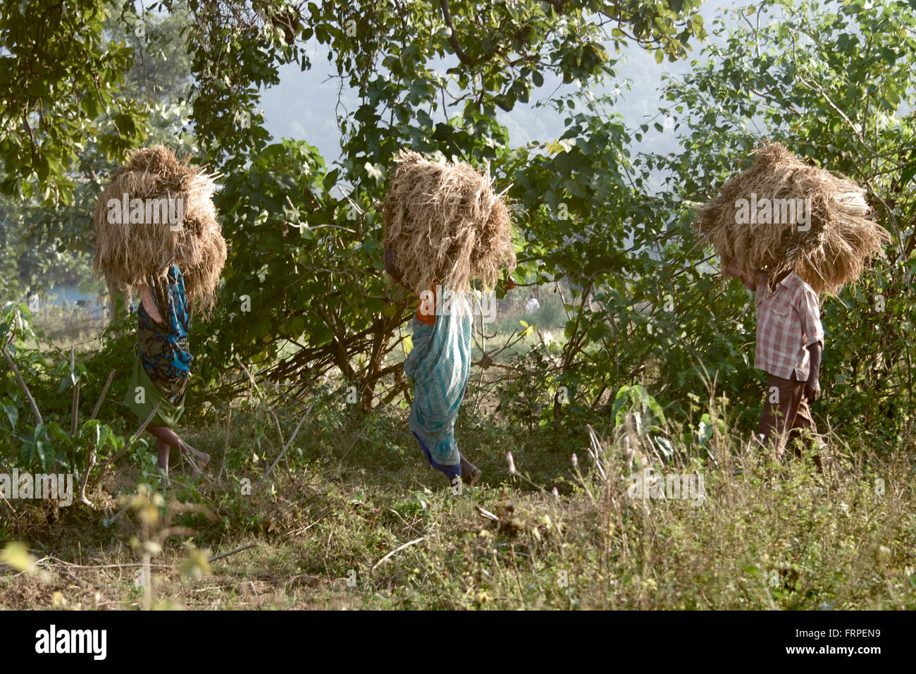 Three labourers carrying hay Stock Photo - Alamy