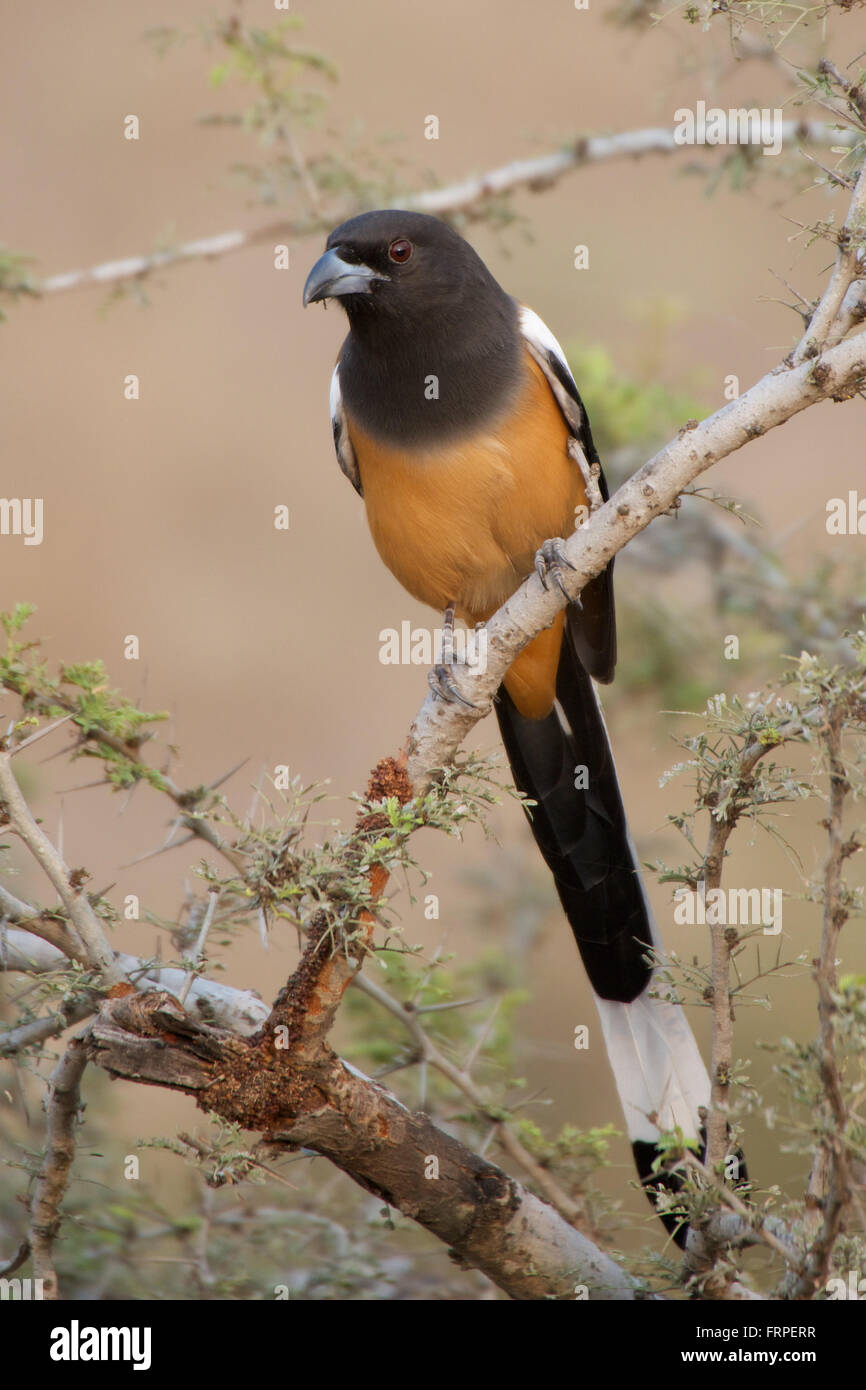 Treepie birds hi-res stock photography and images - Alamy