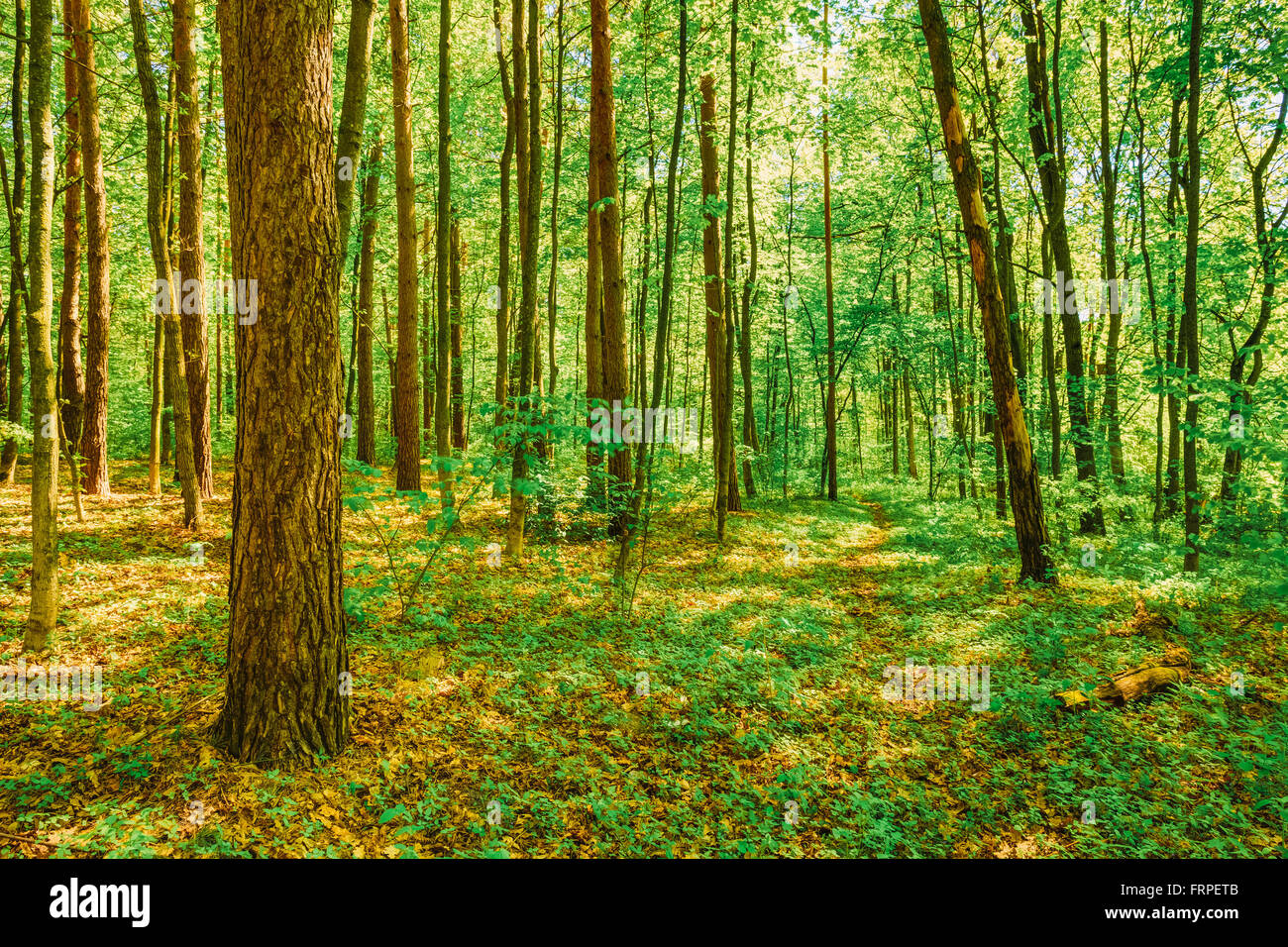 Spring Green Deciduous Forest Woods. Beautiful Nature Stock Photo - Alamy