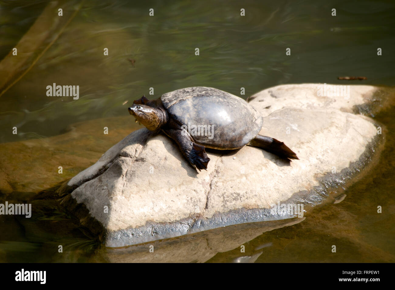 Turtle on rock in sunshine Stock Photo - Alamy