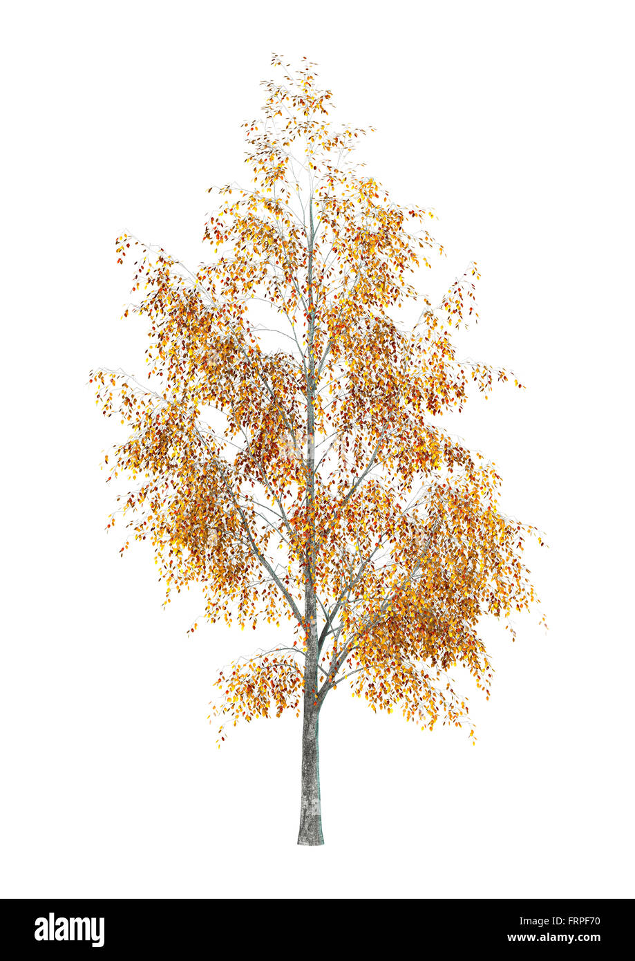 Digital render of a birch tree isolated on white background Stock Photo ...