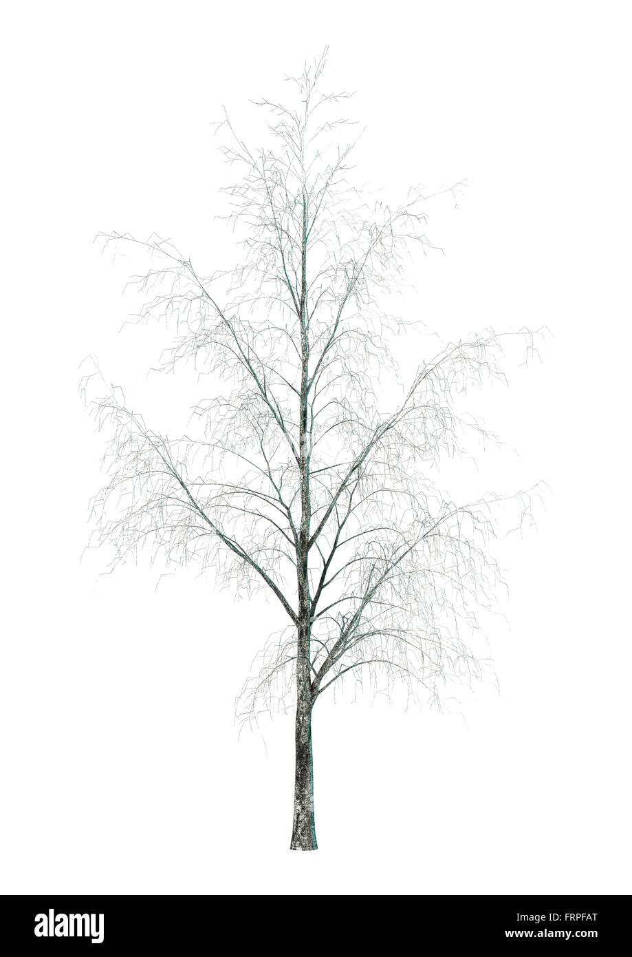 Digital render of a birch tree isolated on white background Stock Photo ...