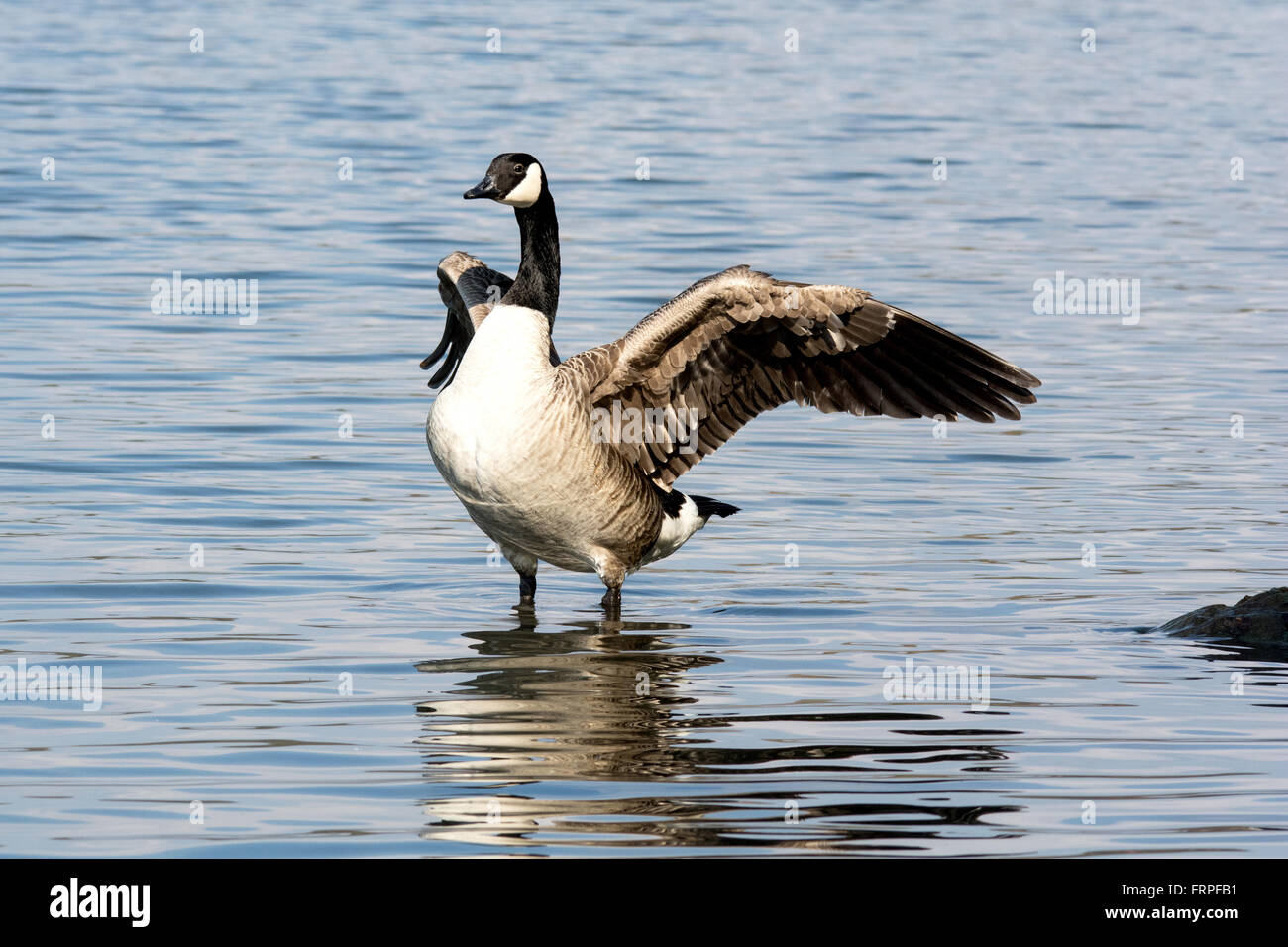 Canada goose (Branta canadensis) stretching its wings Stock Photo - Alamy